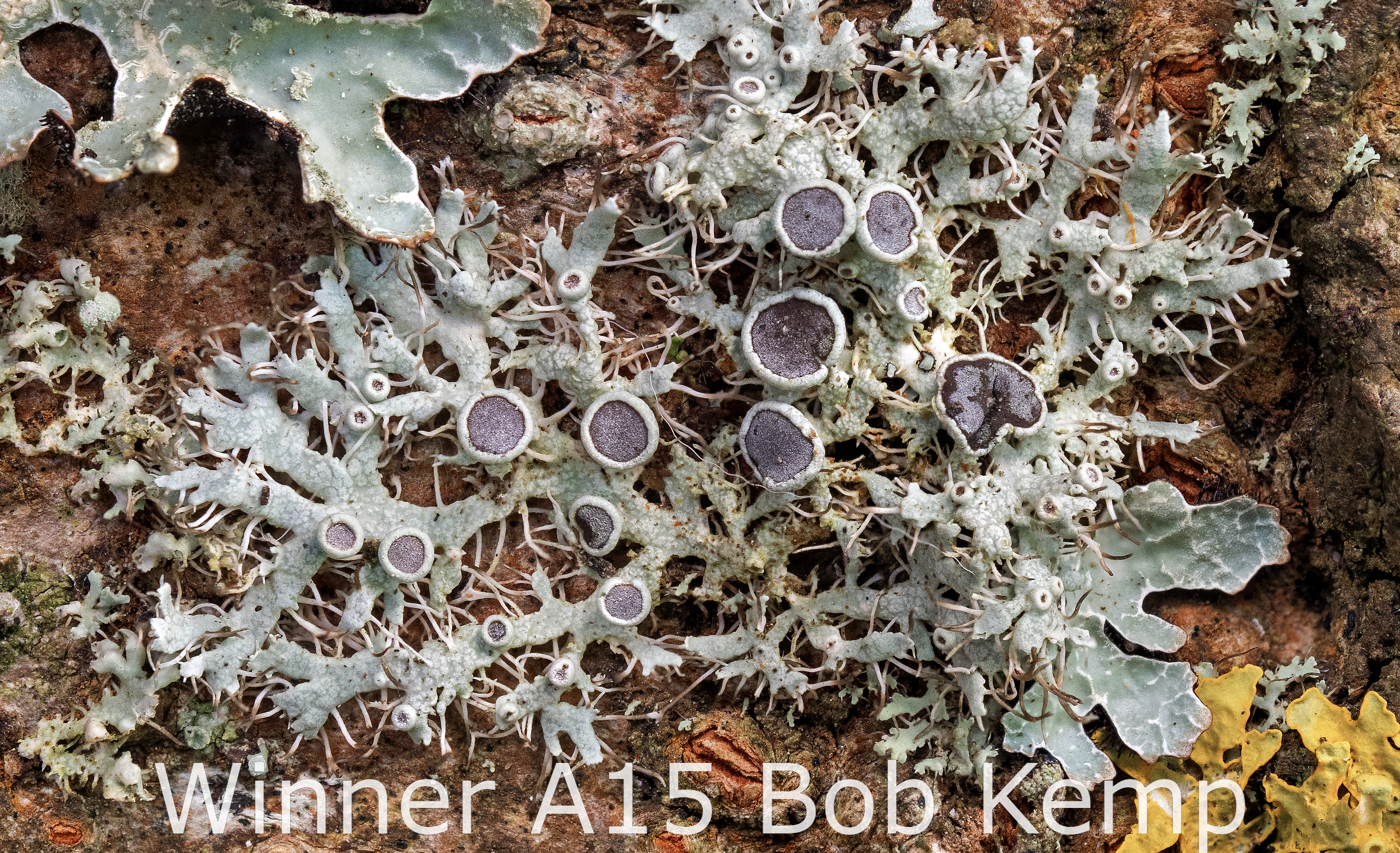 Photo Competition Winners | The British Lichen Society