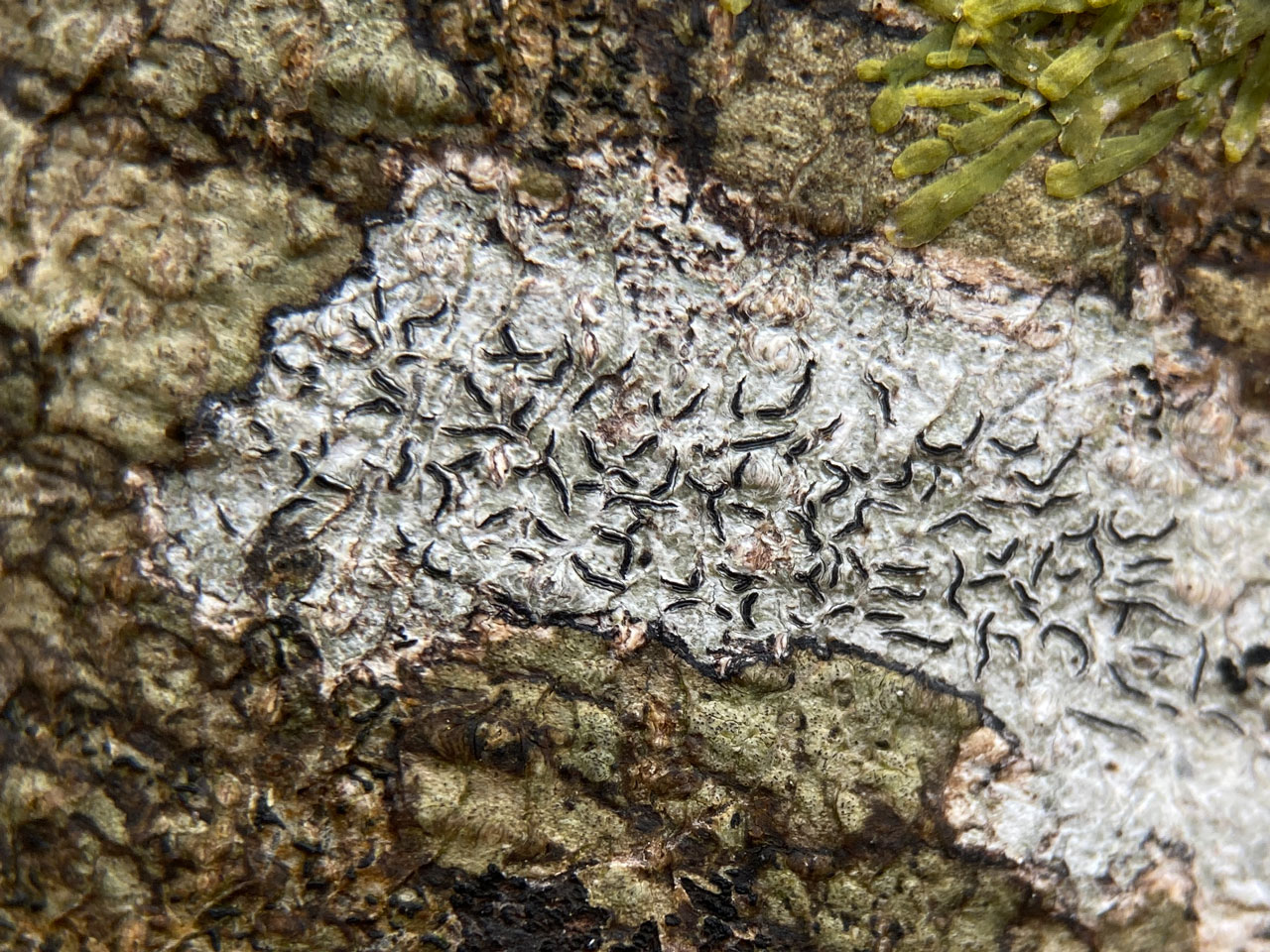 Graphis scripta | The British Lichen Society
