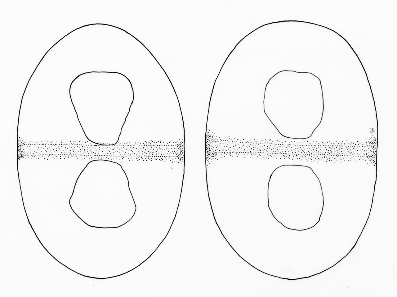 Rinodina isidioides | The British Lichen Society