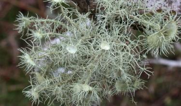 Usnea florida | The British Lichen Society